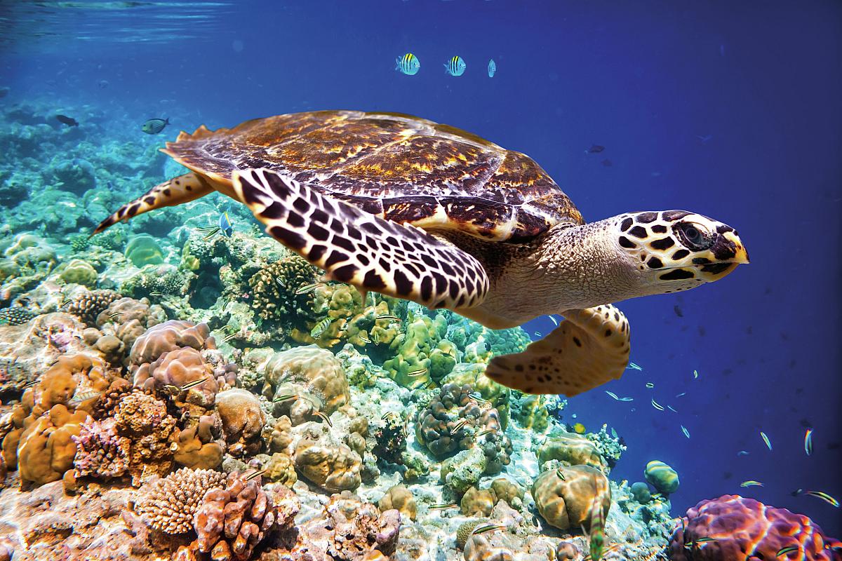 Výlet Marsa Mubarak - Egypt - Marsa Alam - CK FISCHER